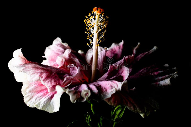 Flower in the night stock image. Image of bloom, night - 20051149