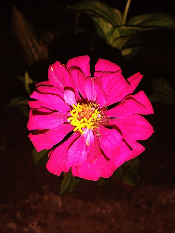 The flower in night stock image. Image of flower, petal - 226280529
