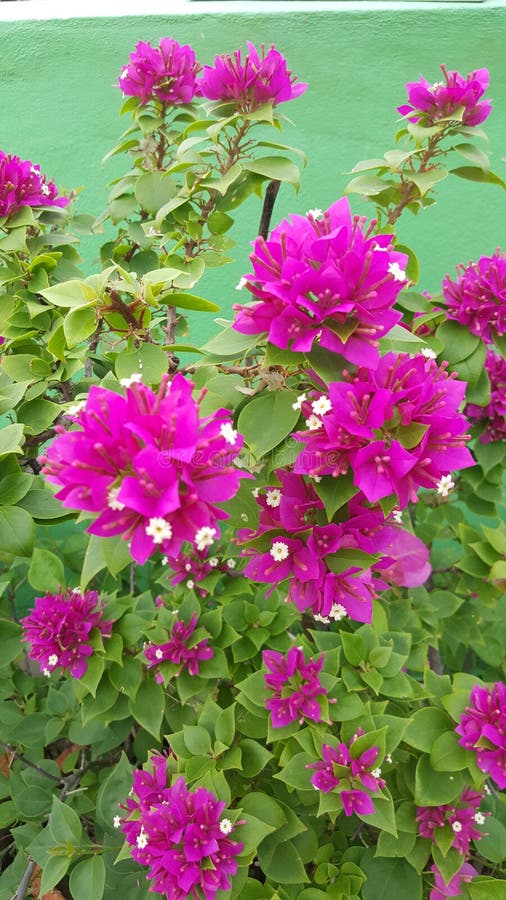 Flower stock photo. Image of purple, wildflower, plant - 73162570