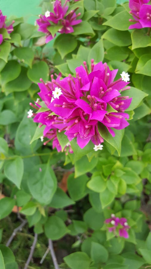 Flower stock photo. Image of shrub, wildflower, plant - 73162650