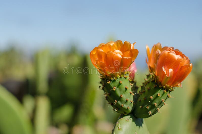 Chumbera Nopal Cactus Plant Blue Sky Stock Photo - Image of healthy ...
