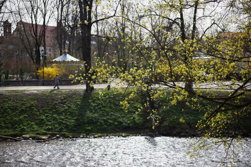Flower of Norway Maple Tree, First Leaves of Maple in Spring Stock ...