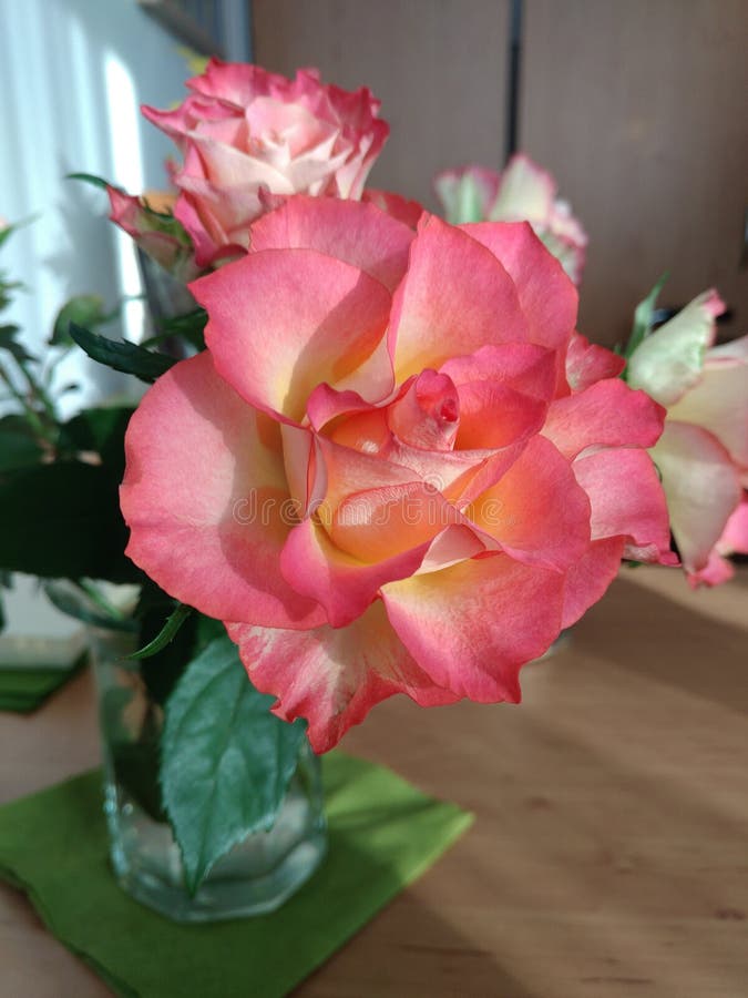 1,004 Edited Flower Photos - Free & Royalty-Free Stock Photos from ...