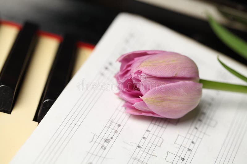 Flower on note paper stock photo. Image of card, pink - 48750452