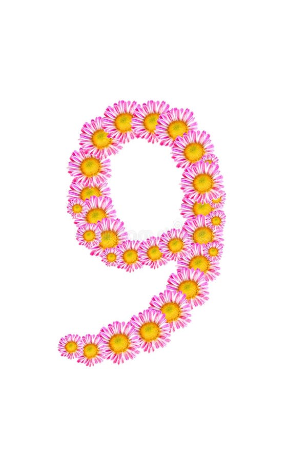 The Flower Nine O Clock or Rose Moss Stock Photo - Image of nine ...