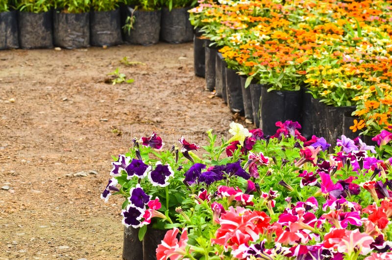 Flower nursery stock photo. Image of inside, culture - 29456000