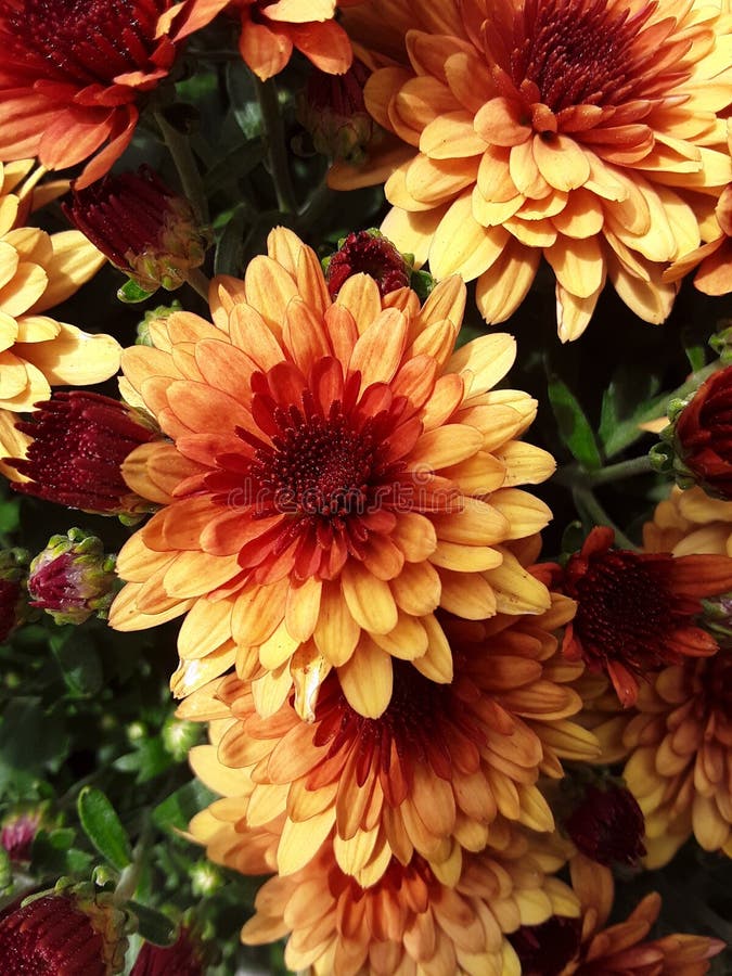 Flower nursery stock photo. Image of nursery, spring - 157710250