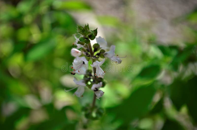 The Flower of Ocimum Basilicum in the Backyard Stock Photo - Image of ...