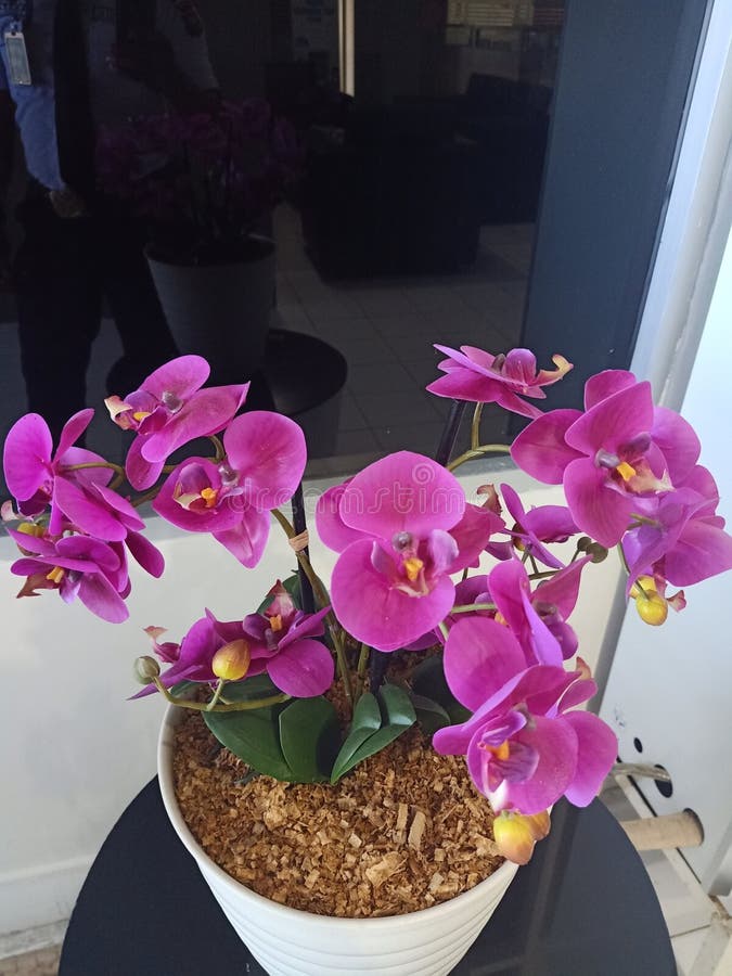 Flower in the Office Look Fresh Stock Image - Image of office, fres ...