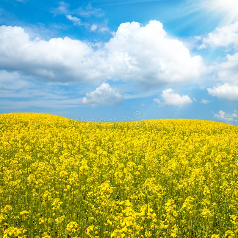 Flower of oil in field stock image. Image of horizon - 15477497