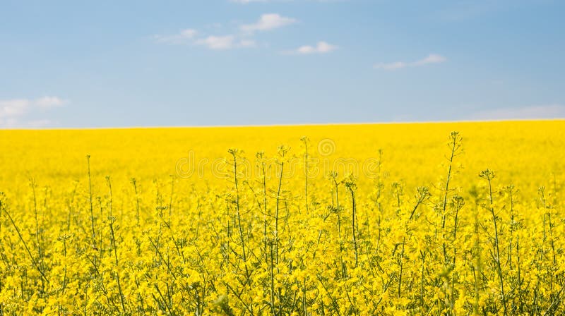 Rapeseed field stock image. Image of environment, rural - 14501863