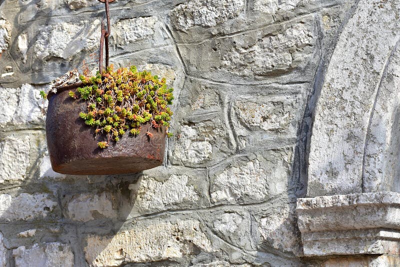 A Flower in an Old, Rusty Pot Stock Image - Image of croatia, design ...