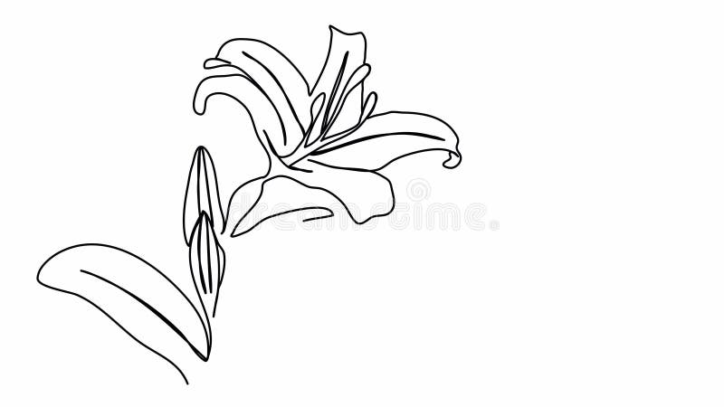 Flower. One Line Drawing Animation with Alpha Channel. Stock Video ...