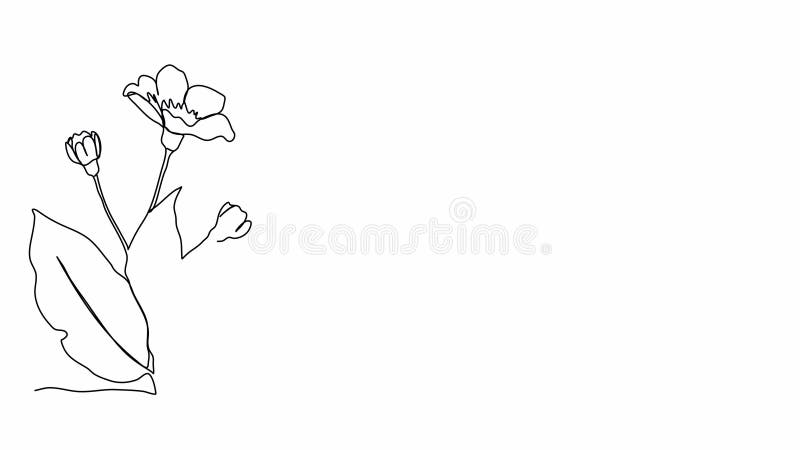 Flower. One Line Drawing Animation with Alpha Channel. Stock Video ...