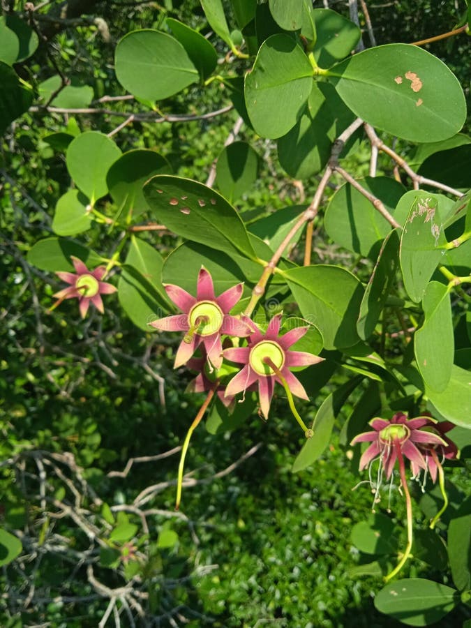 This is a Flower from One Type of Mangrove Tree Which Will Become a ...