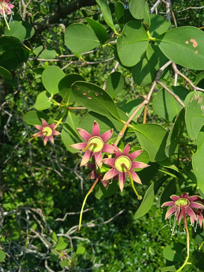 This is a Flower from One Type of Mangrove Tree Which Will Become a ...