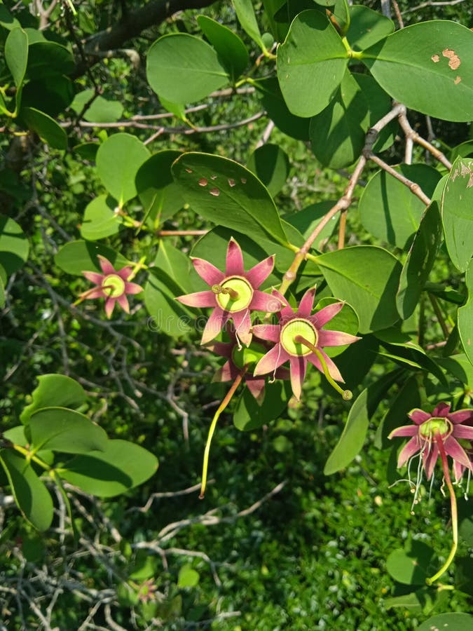 This is a Flower from One Type of Mangrove Tree Which Will Become a ...