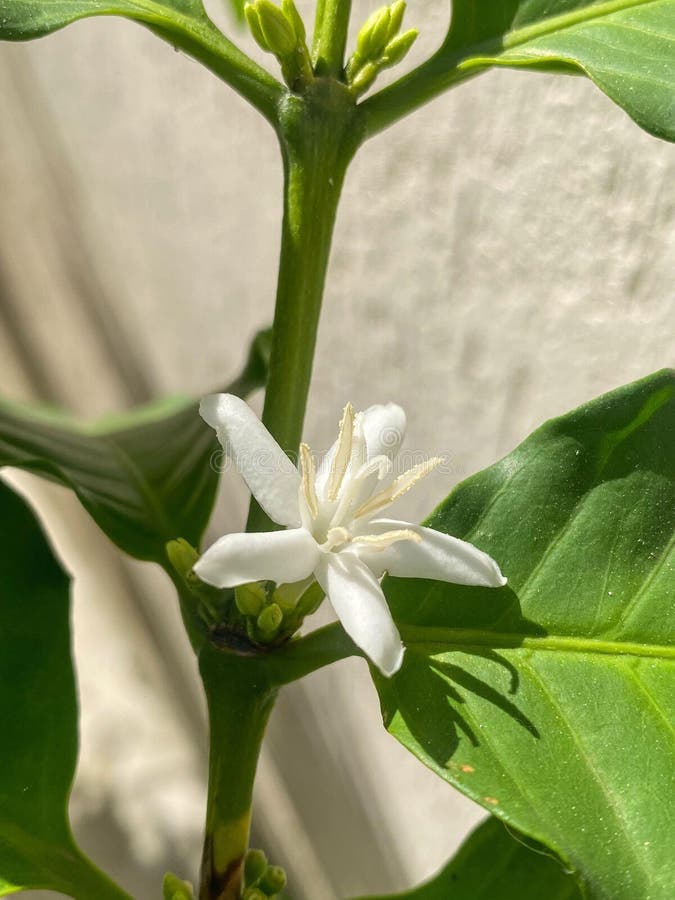 White flower of coffee stock image. Image of growth - 373906399