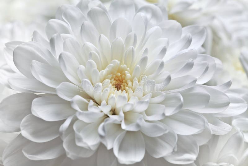 Flower of an Open White Chrysanthemum with a Yellow Core Stock Image ...