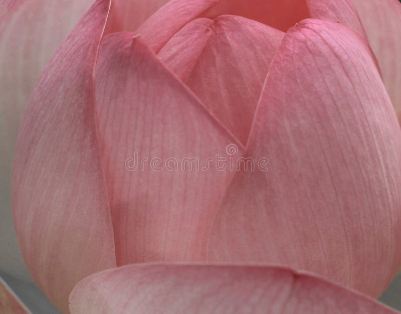 The Flower of the Opened Lotus Stock Image - Image of element, biology ...