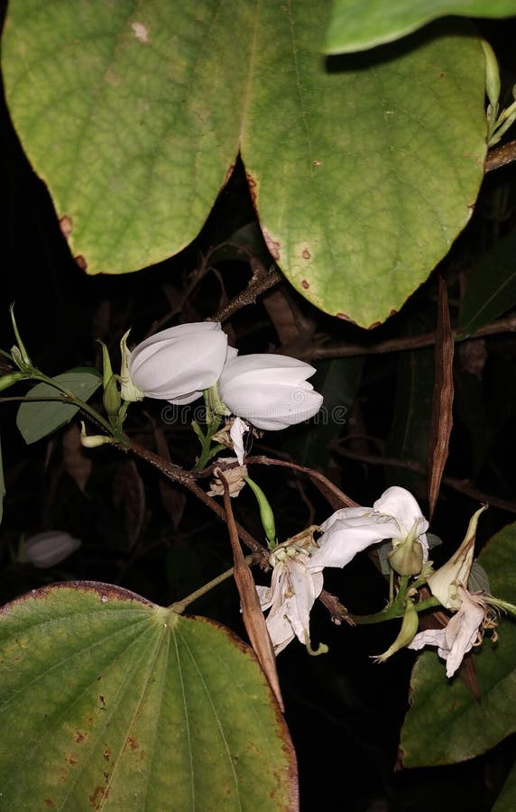 Flower opening in night stock image. Image of night - 179835421