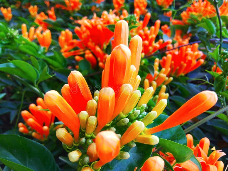 Flower orange bloom stock image. Image of vegitation - 106805099