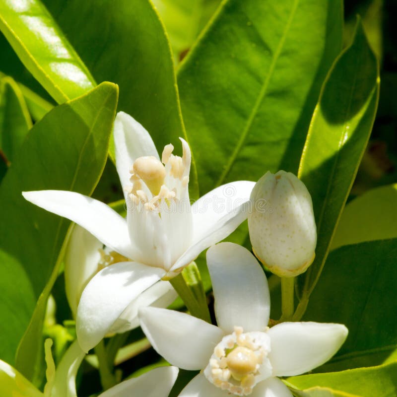 Orange Tree Blossoms stock photo. Image of close, orange - 13740020