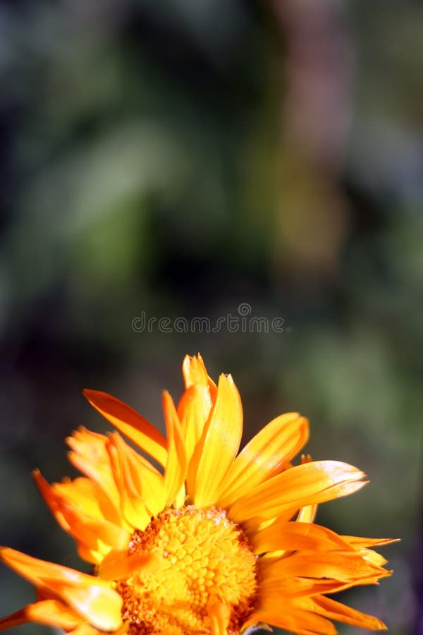 Flower Orange Colorful NEVEN by Why Stock Image - Image of bloom, neven ...