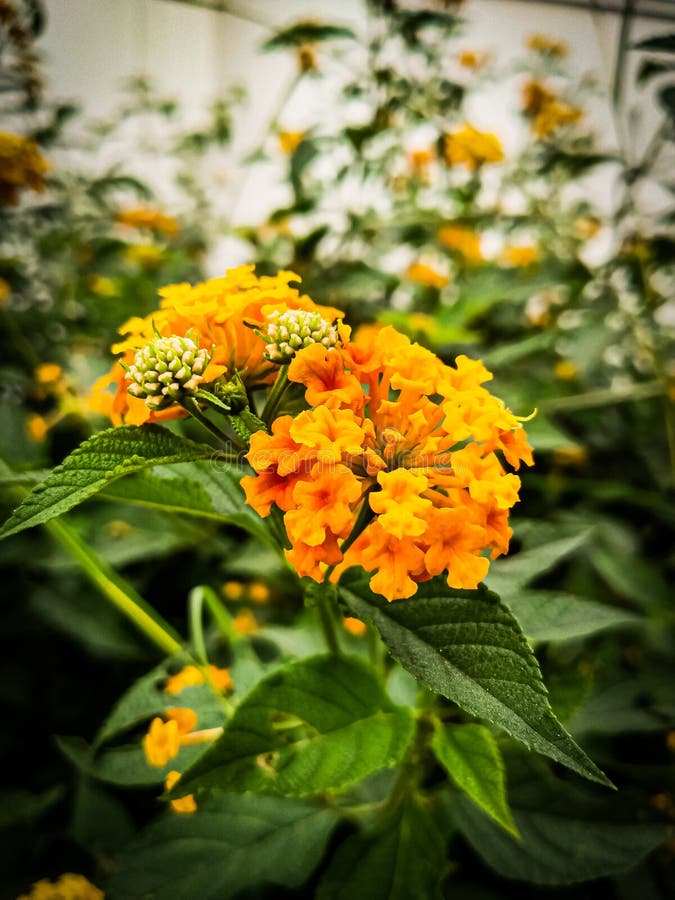 Flower and Orange colour stock image. Image of produce - 316708739