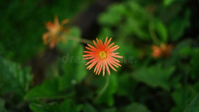 Flower Orange Simple Picture Art Stock Photo - Image of simple, orange ...