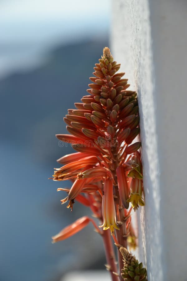 Flower stock photo. Image of cyclades, flower, santorini - 51478554