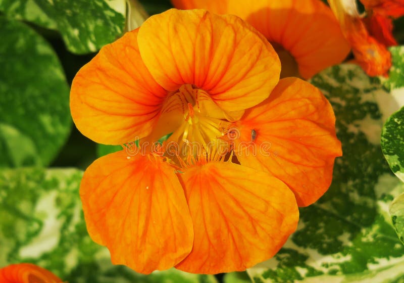 Flower, Orange, Wildflower, Flora Picture. Image: 113660012