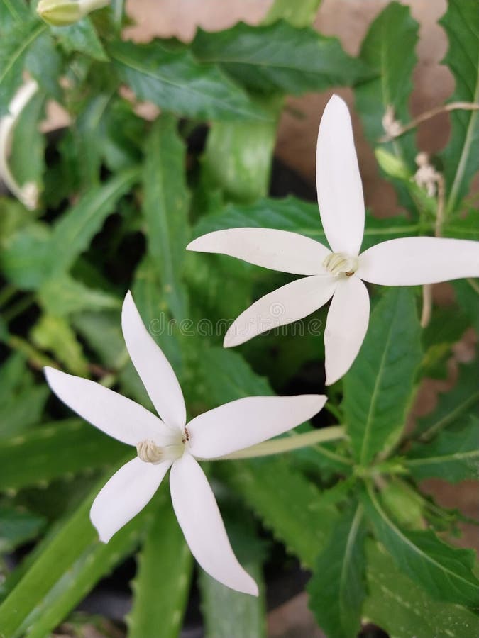 Flower Orchid Beautiful White Out Stock Image - Image of sunny, meadow ...