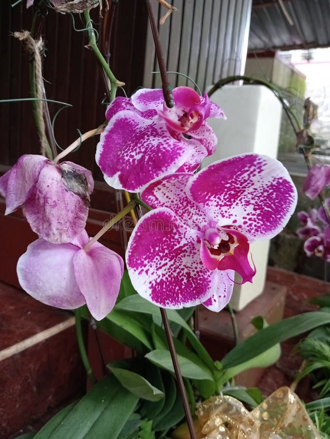 Flower Orchid Beauty Sendangsono Pray Stock Image - Image of pray ...