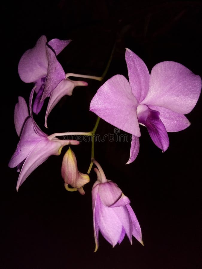 Flower Orchid Purple Sweet Collection Stock Image - Image of sweet ...