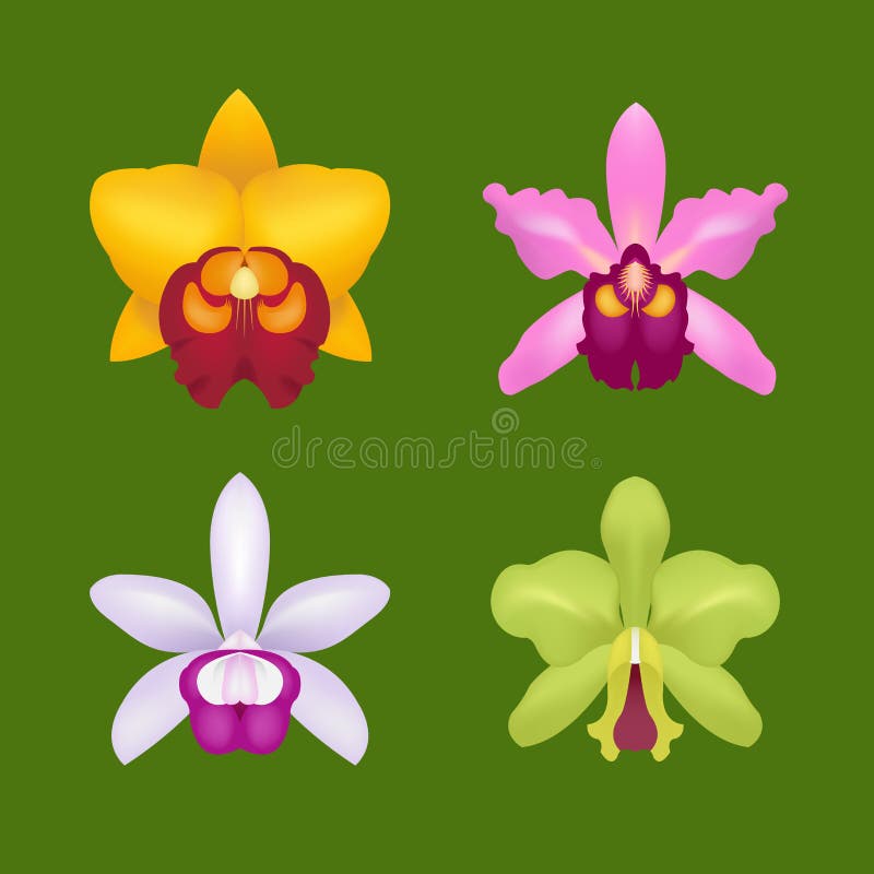 Flower Orchid. Vector Illustration Stock Vector - Illustration of ...