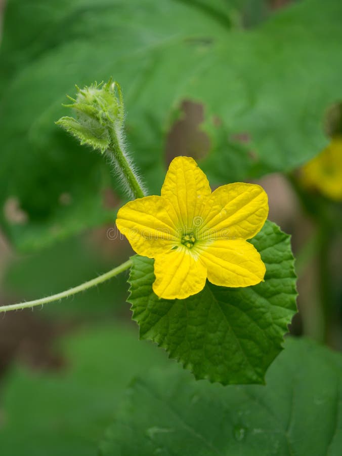 Flower of Organic Agriculture, Melon Fruit is Growing in the Farm Stock ...
