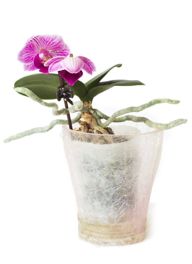 Flower orhidei in the pot stock photo. Image of isolated - 38905714