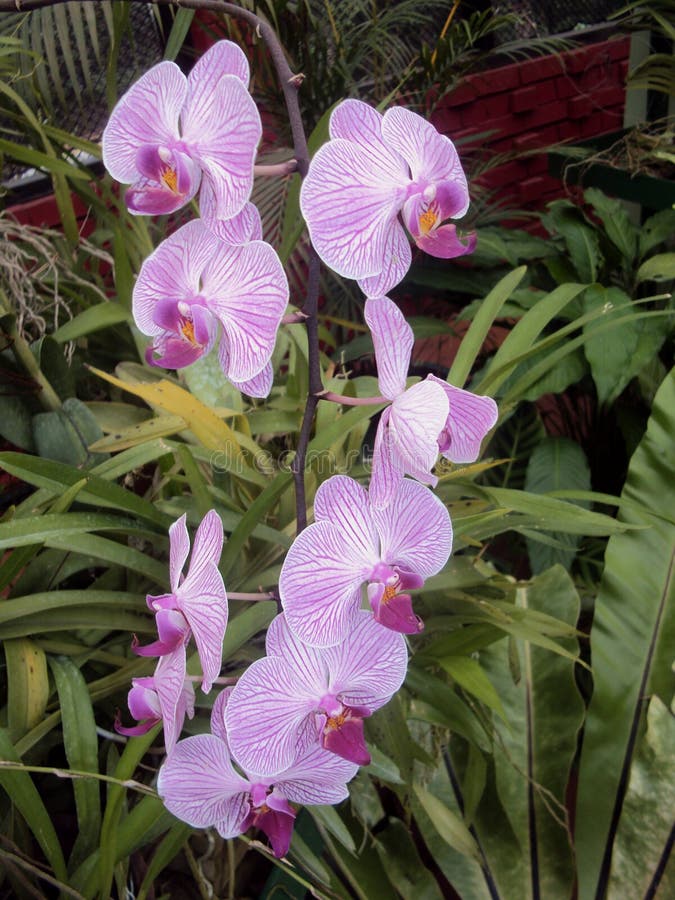 176 Orkid Stock Photos - Free & Royalty-Free Stock Photos from Dreamstime