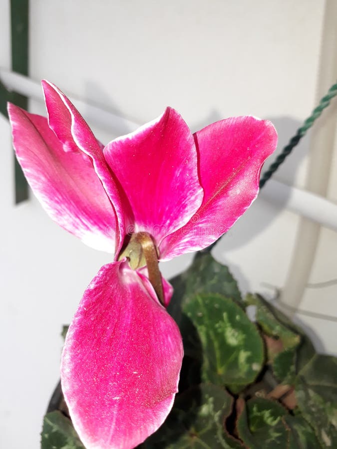 Flower orquidia stock photo. Image of orquidia, harden - 117181822