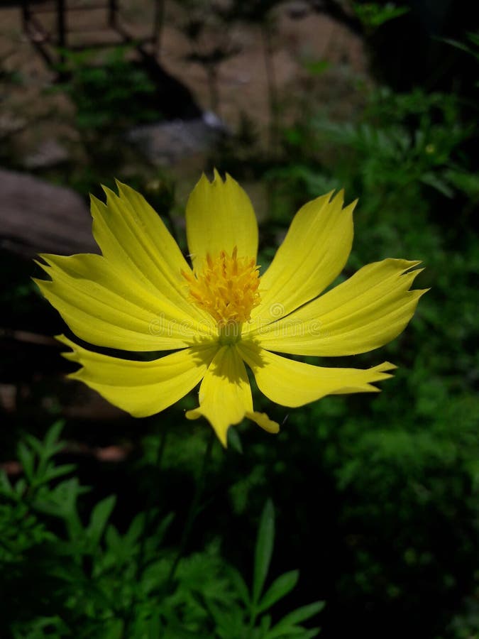 Gurden Flower Stock Photos - Free & Royalty-Free Stock Photos from ...