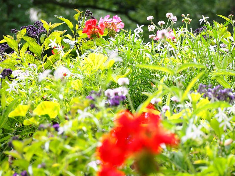 Flower Out of Focus in Front and Flowers in Focus in the Background ...