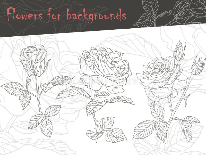 Flower Outlines on White Background Stock Vector - Illustration of ...