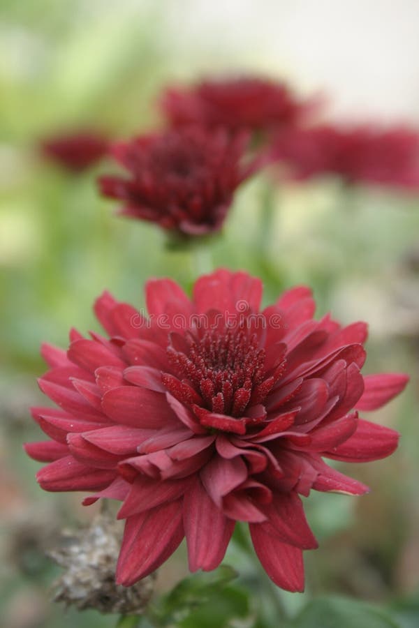 Flower on the Outside stock image. Image of spring, loner - 11490729