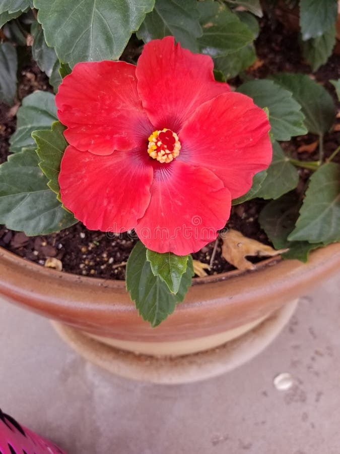 Flower stock image. Image of outsideflower, nature, landscape - 124050941