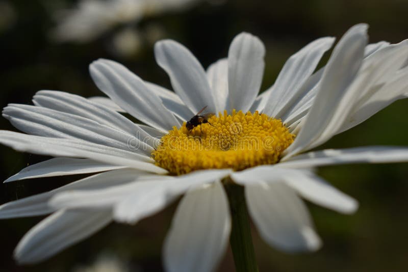 Flower, Oxeye Daisy, Flora, Pollen Picture. Image: 116331302