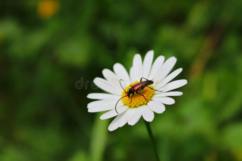 Flower, Oxeye Daisy, Nectar, Flora Stock Image - Image of spring ...