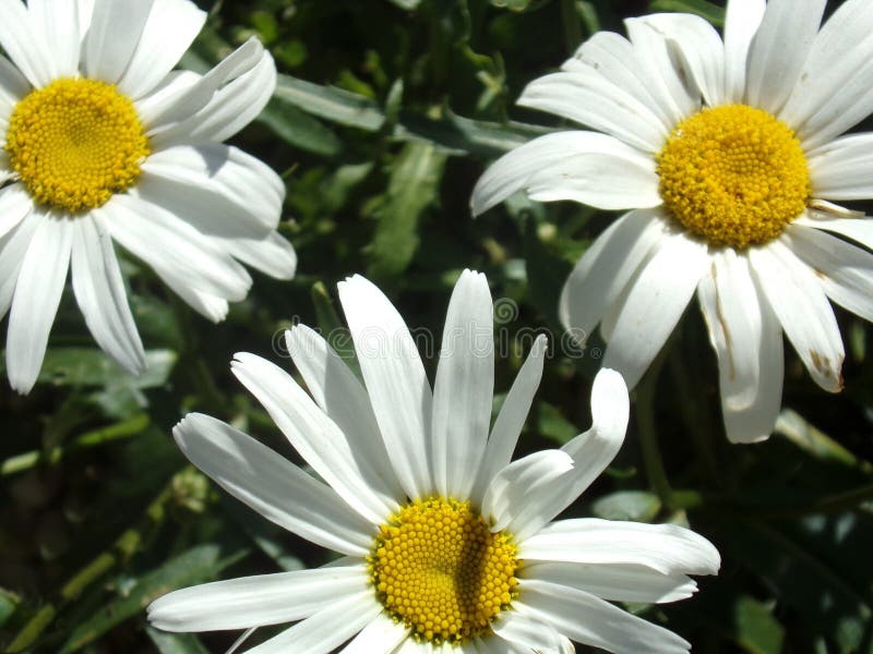 Flower, Oxeye Daisy, Plant, Daisy Family Stock Photo - Image of daisy ...