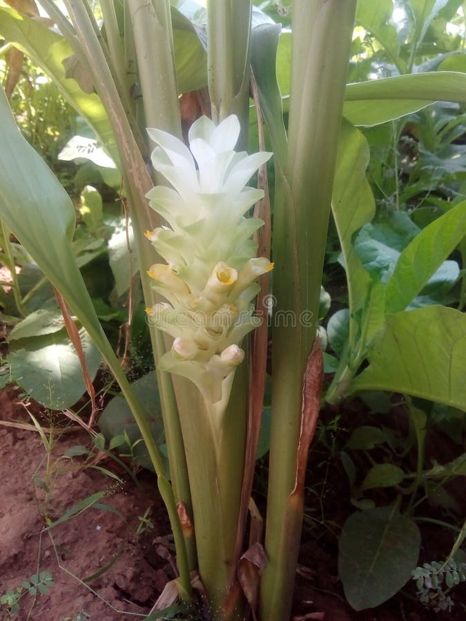 Flower palant stock photo. Image of nice, palant, natural - 138012808