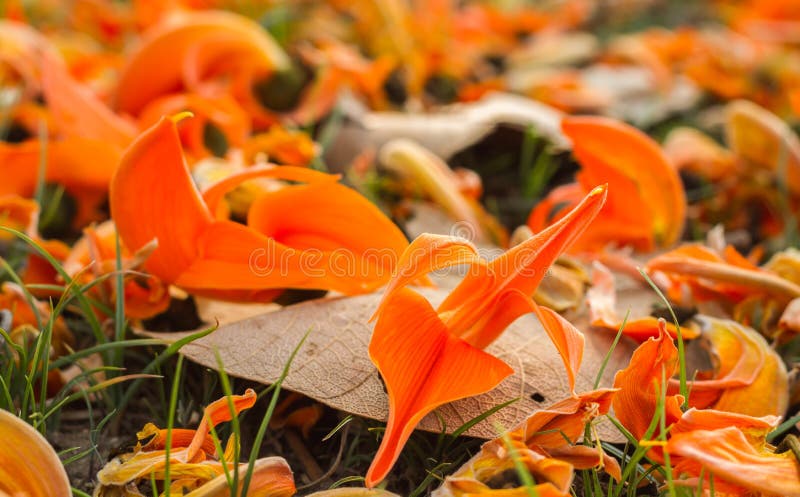 Flower Palas Falling on the Ground Stock Image - Image of fall ...